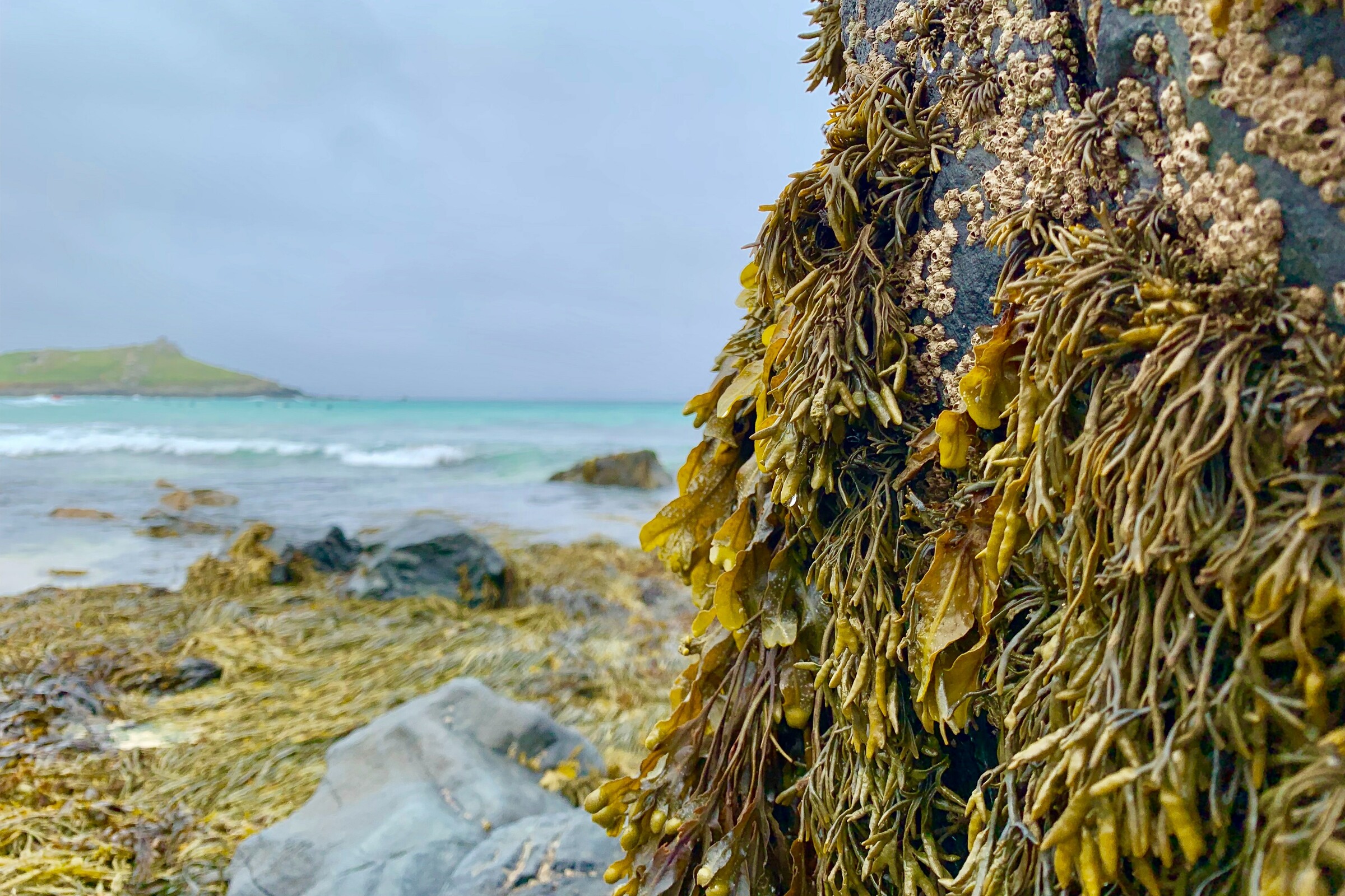 Cleantech Coast to Coast: Cascadia Seaweed - Foresight