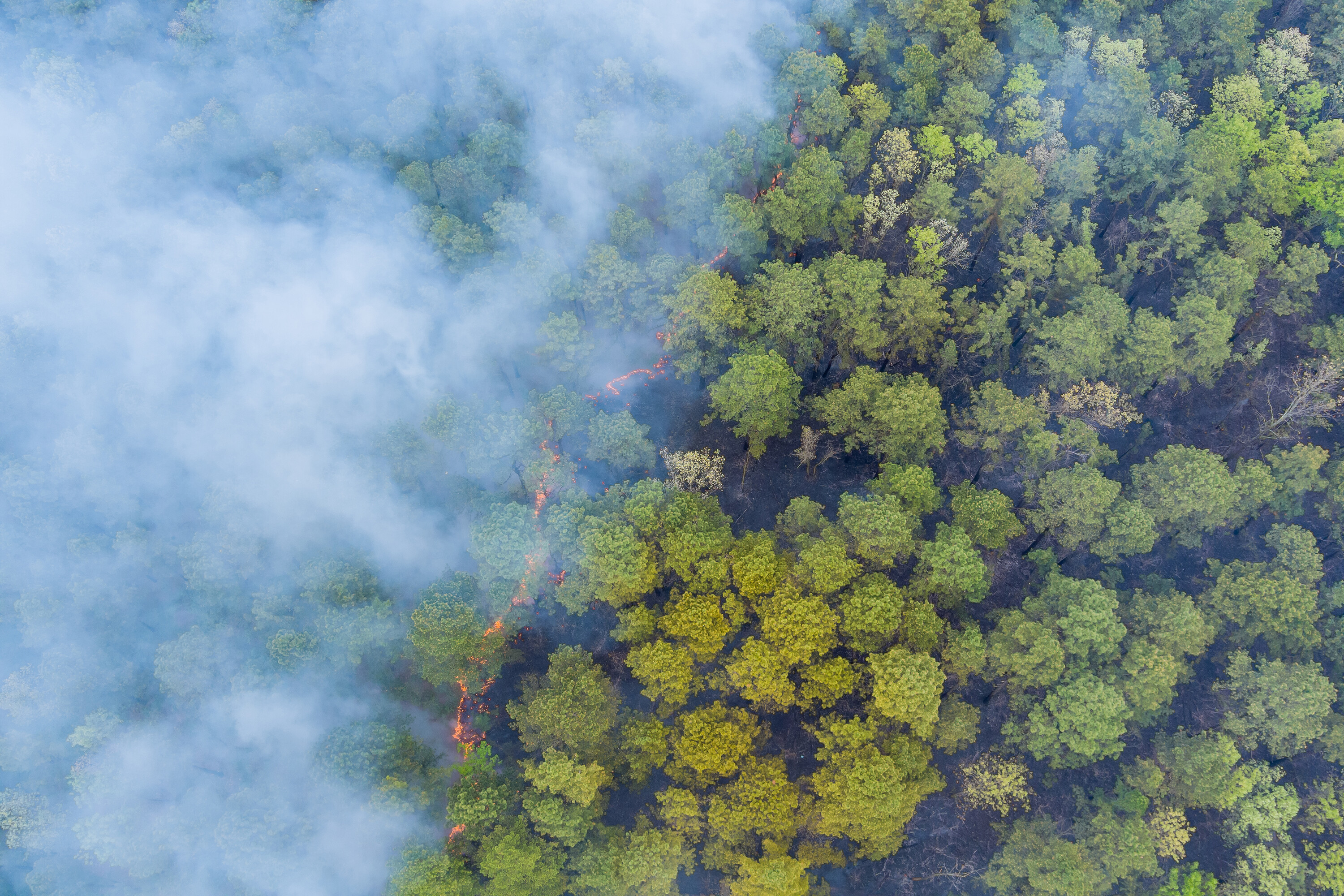 AI Wildfire Detection Canada - How SenseNet Prevents Disasters - Foresight