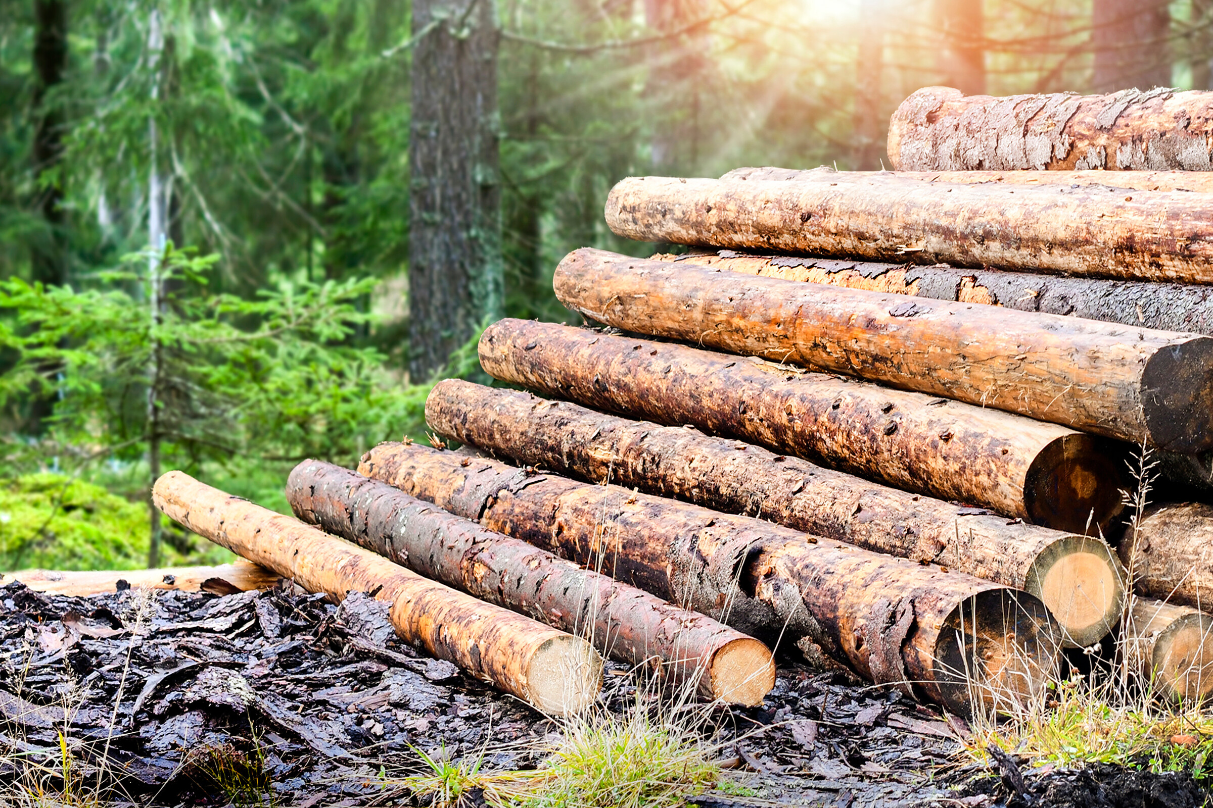 British Columbia's Forest Bioeconomy Leadership - Foresight
